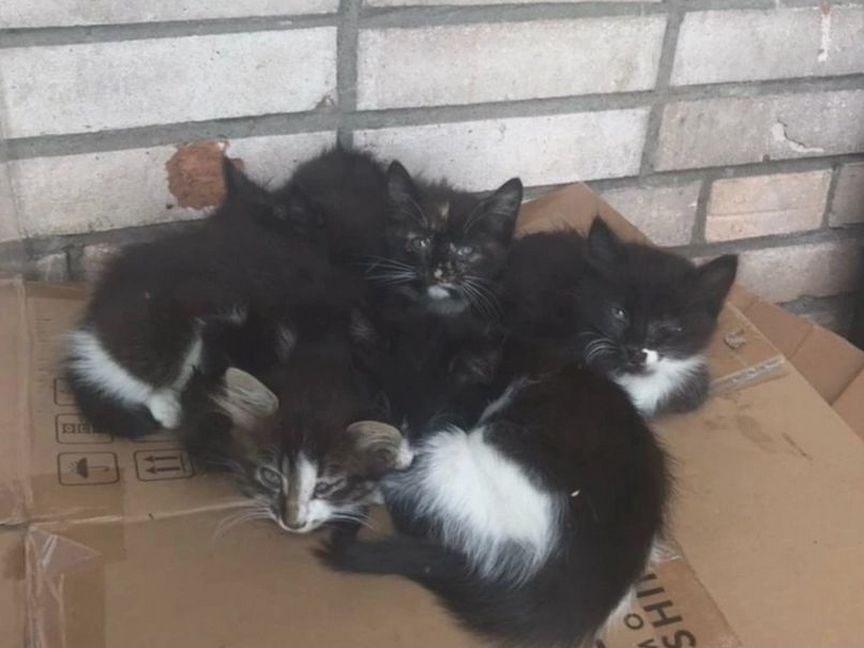 Котята замерзают. Нужна передержка или дом
