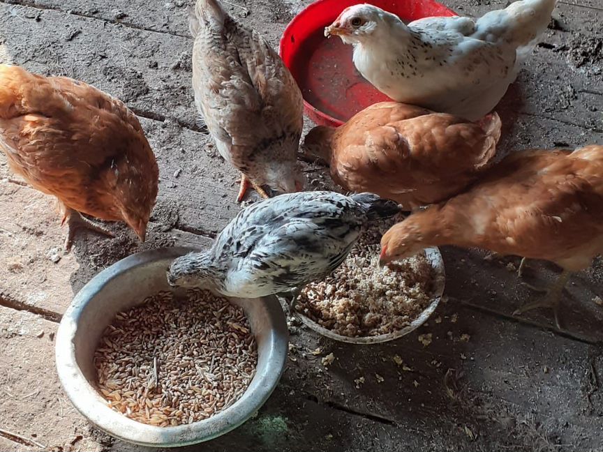 Куры цыплята