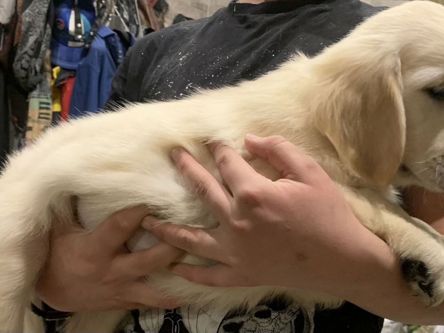 Щенки золотистого ретривера