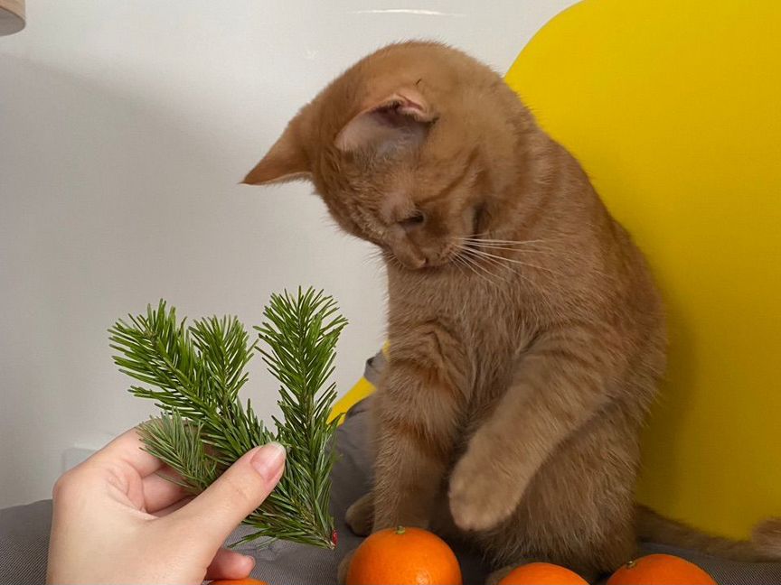 Рыжий котенок мальчик