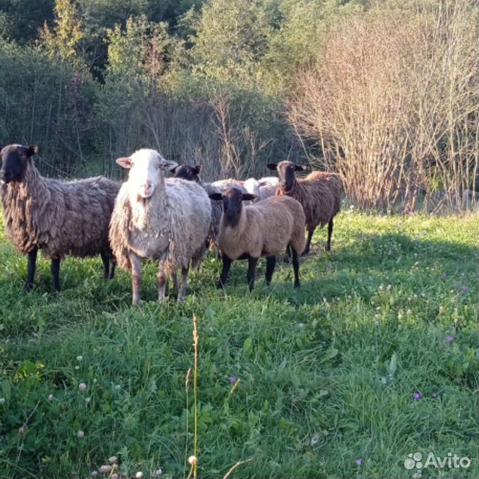 Баран-производитель