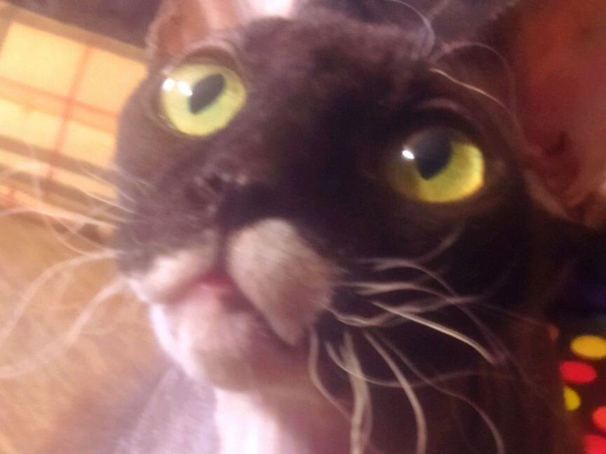 Кошка миниатюрная