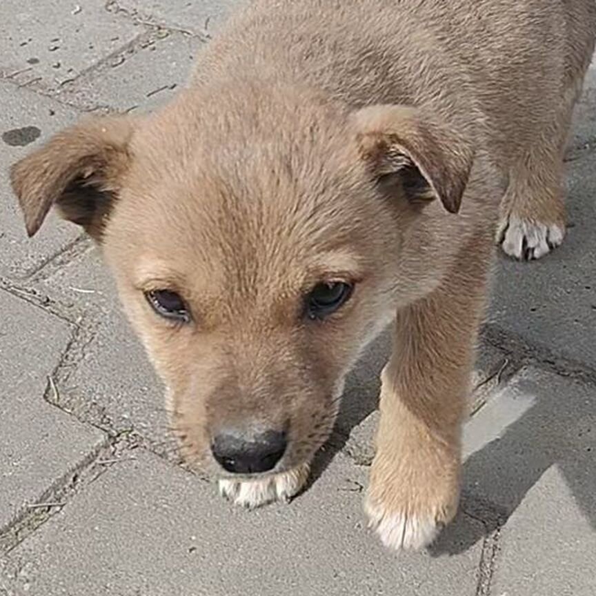 Щенок в добрые руки