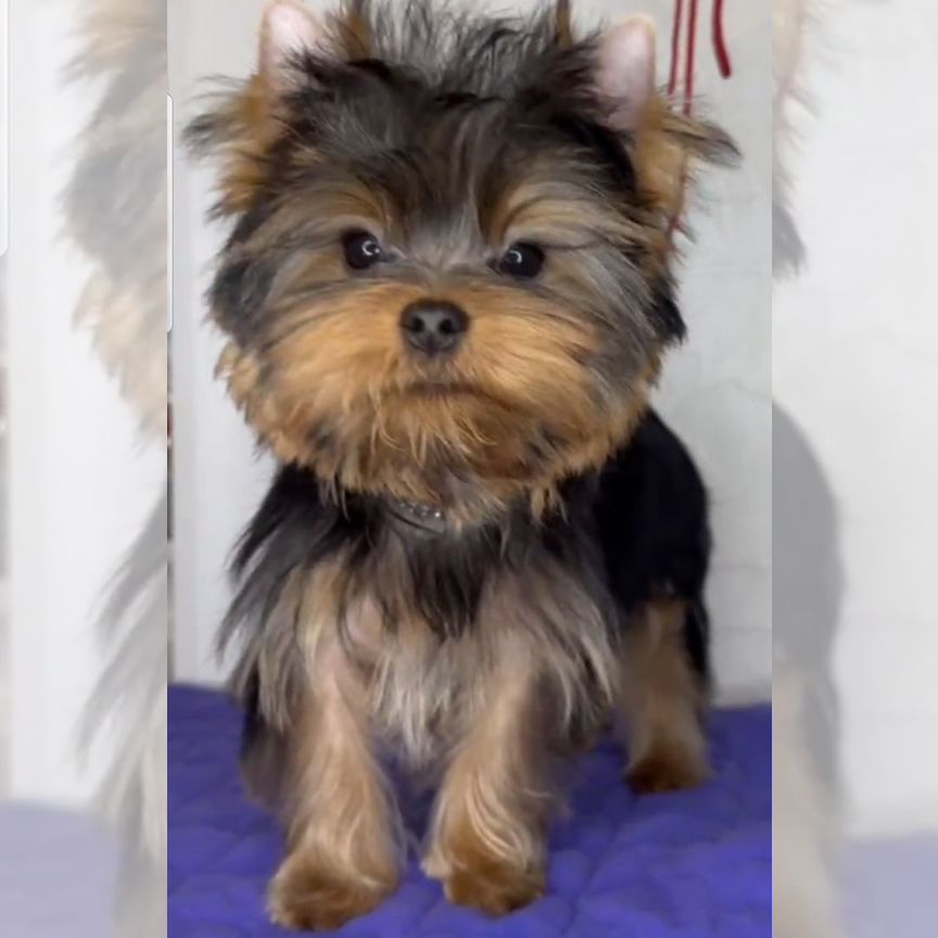 Йоркширский терьер, щенок