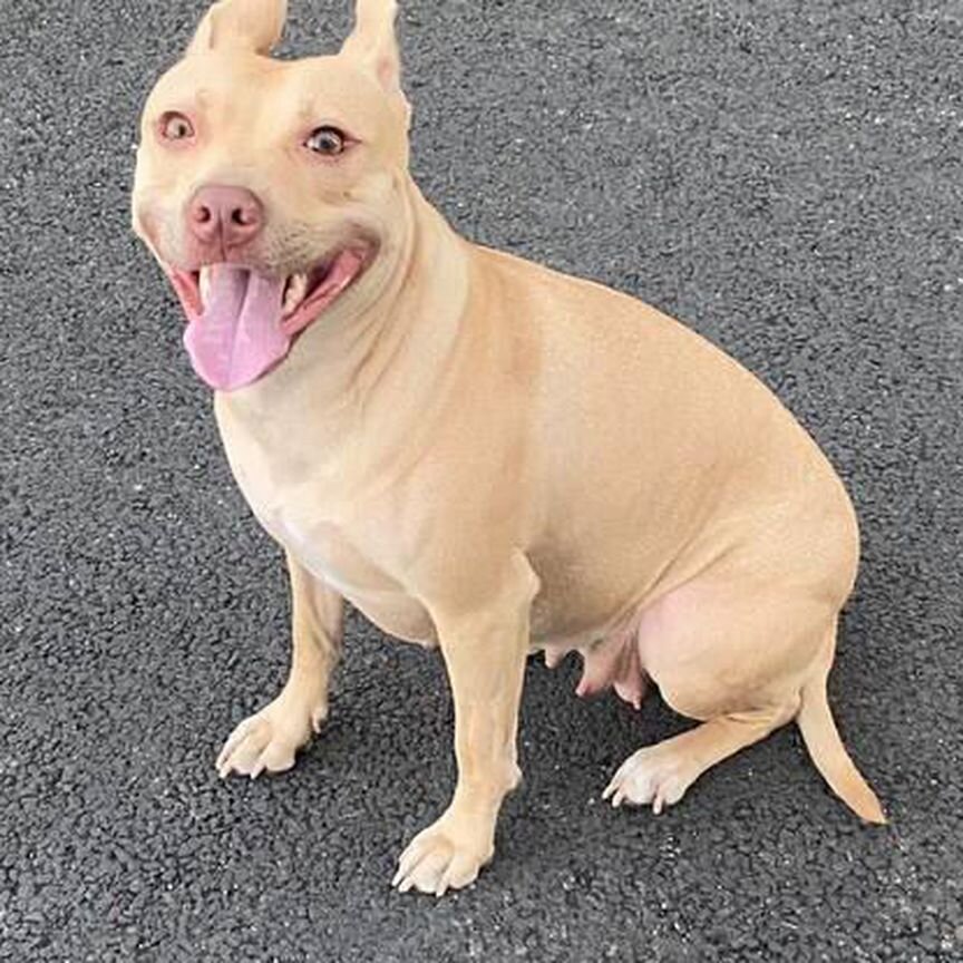 Потеряшка ищет дом