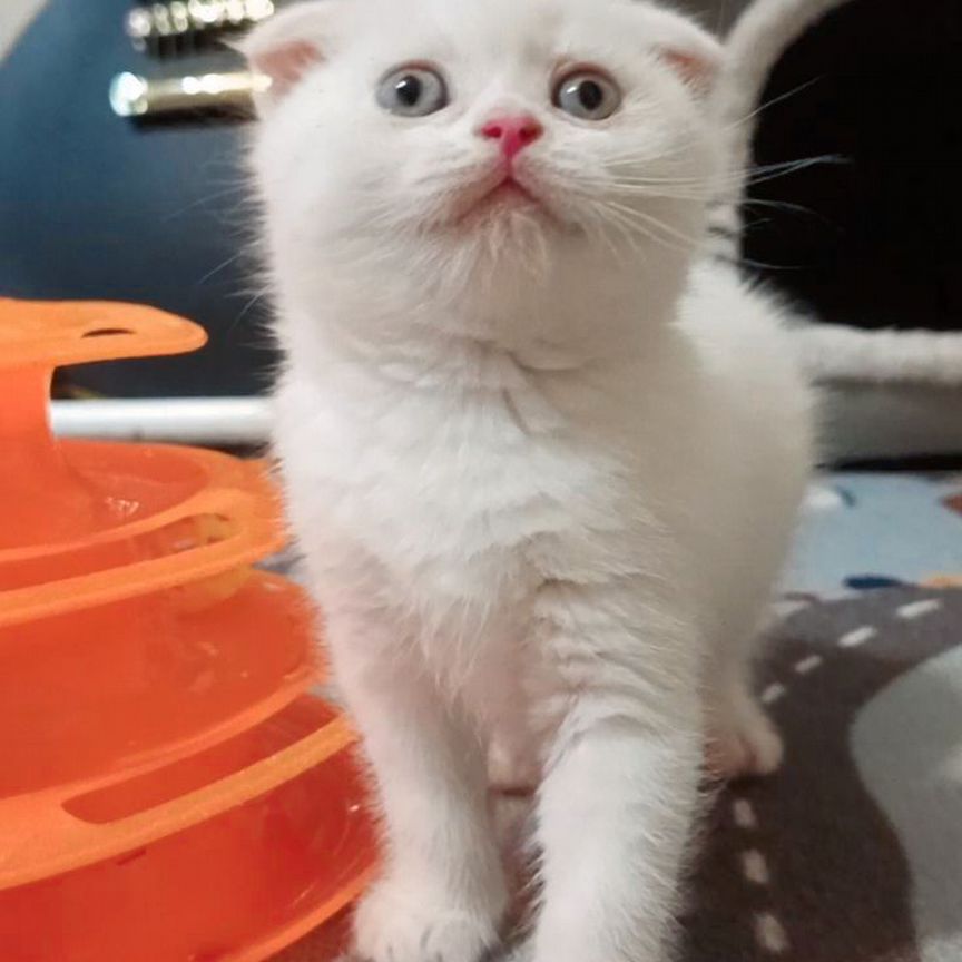 Вислоухий белый мальчик