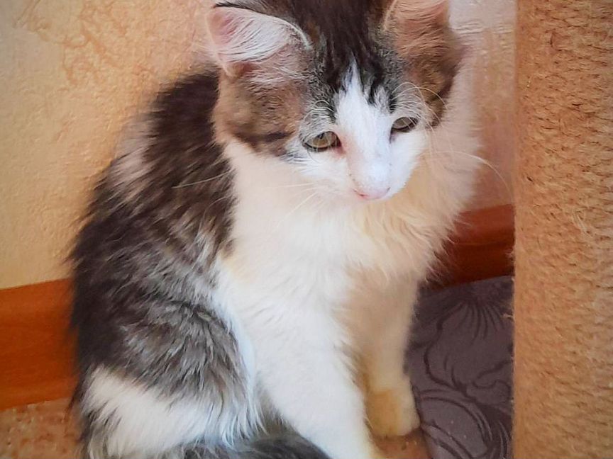 Молодой котик в добрые руки