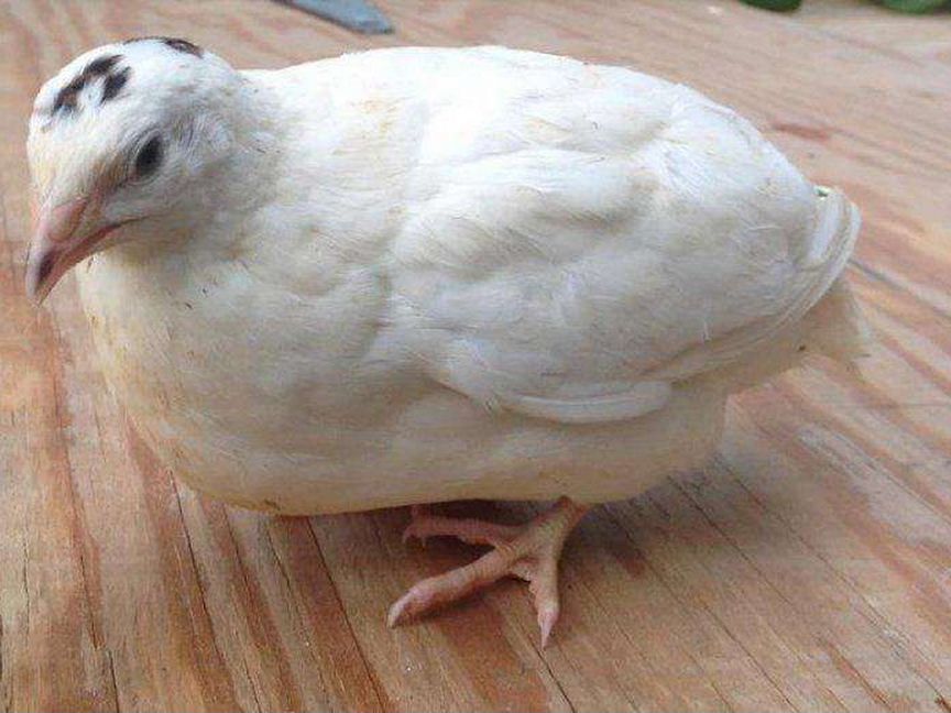 Тушки перепелов