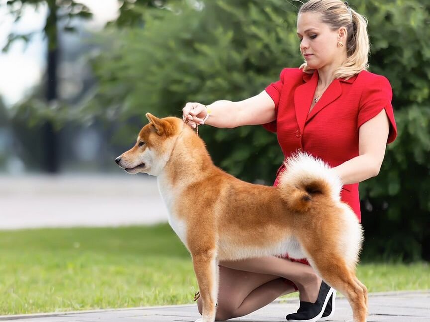 Вязка сиба чемпион