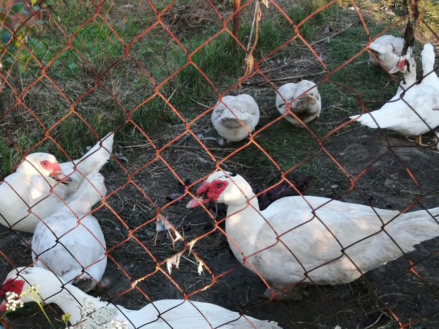 Продам селезней индоутки (мускусной утки)