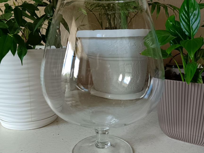 Бокал аквариум