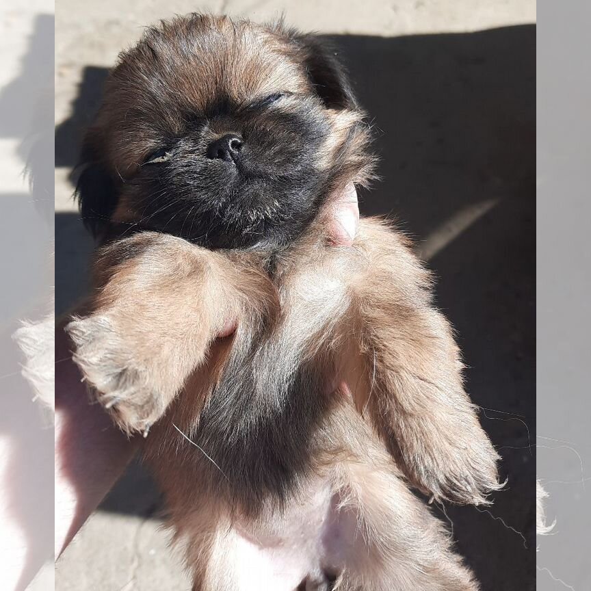 Щенки пикинеса