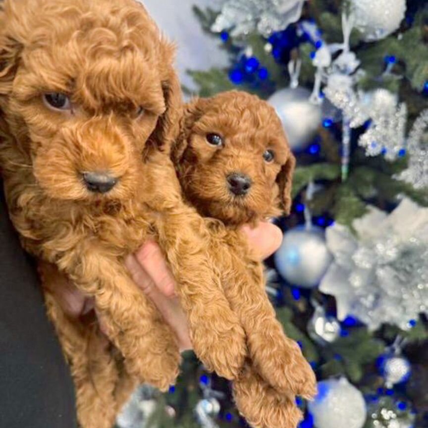 Той-пудель ред браун мальчик