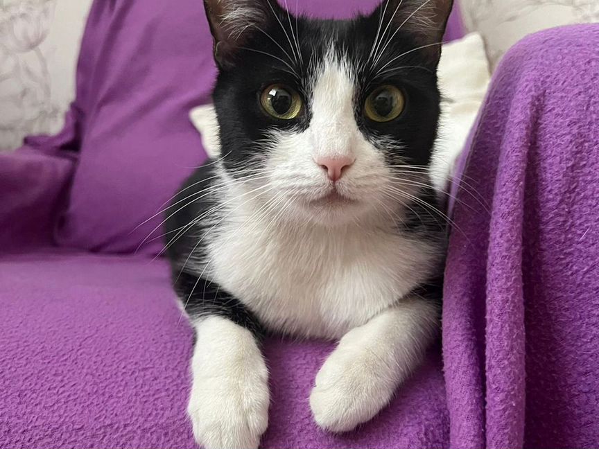 Прекрасная кошка в добрые руки