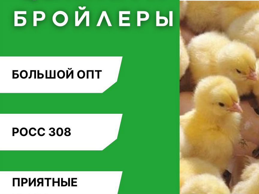 Цыплята Бройлеры росс 308 крупный опт