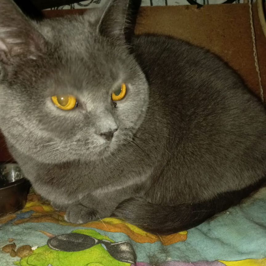Британская короткошёрстная, взрослая кошка