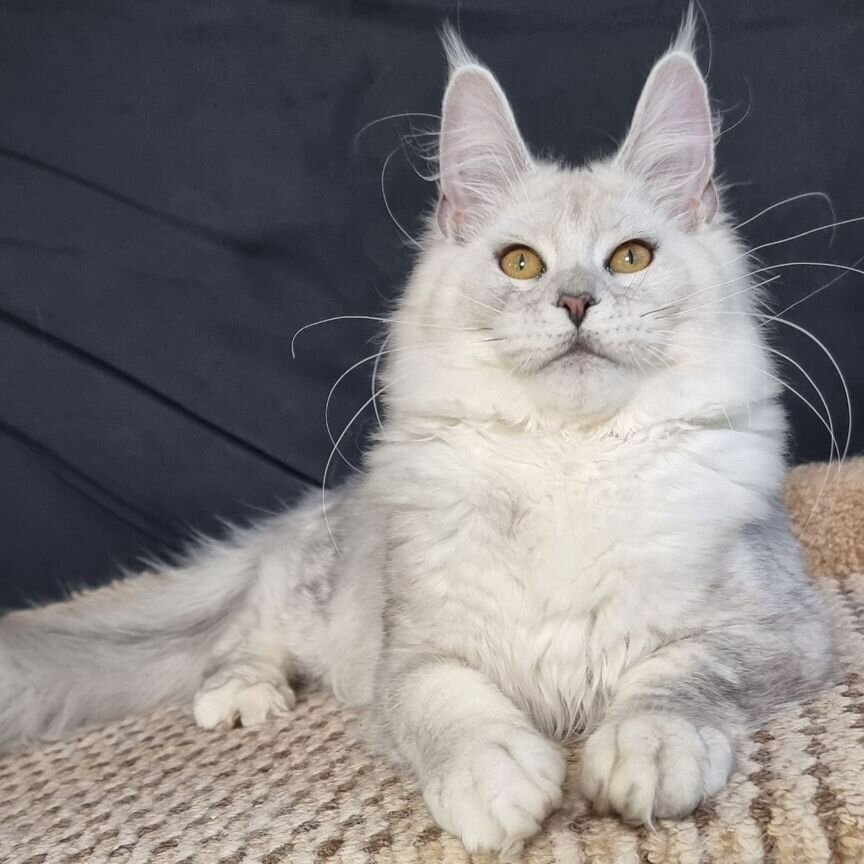 Котята мейн-кун