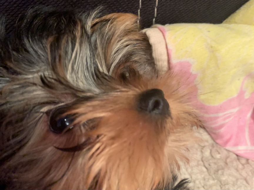 Ерширский терьер мини