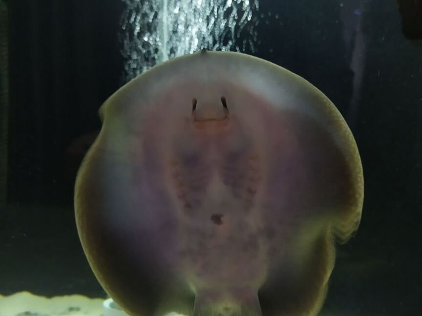 Скат