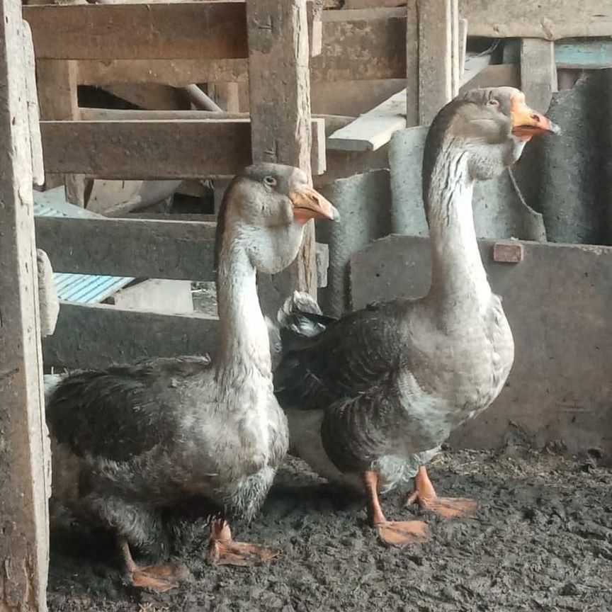 Продается Гусак и гуска молодые