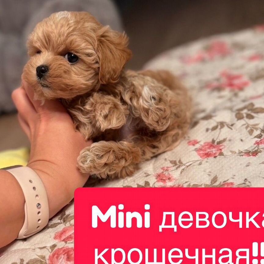 Мальтипу, щенок