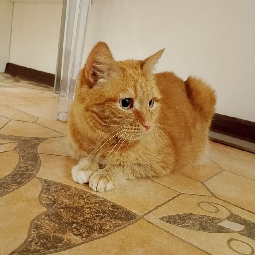 Животные в добрые руки бесплатно