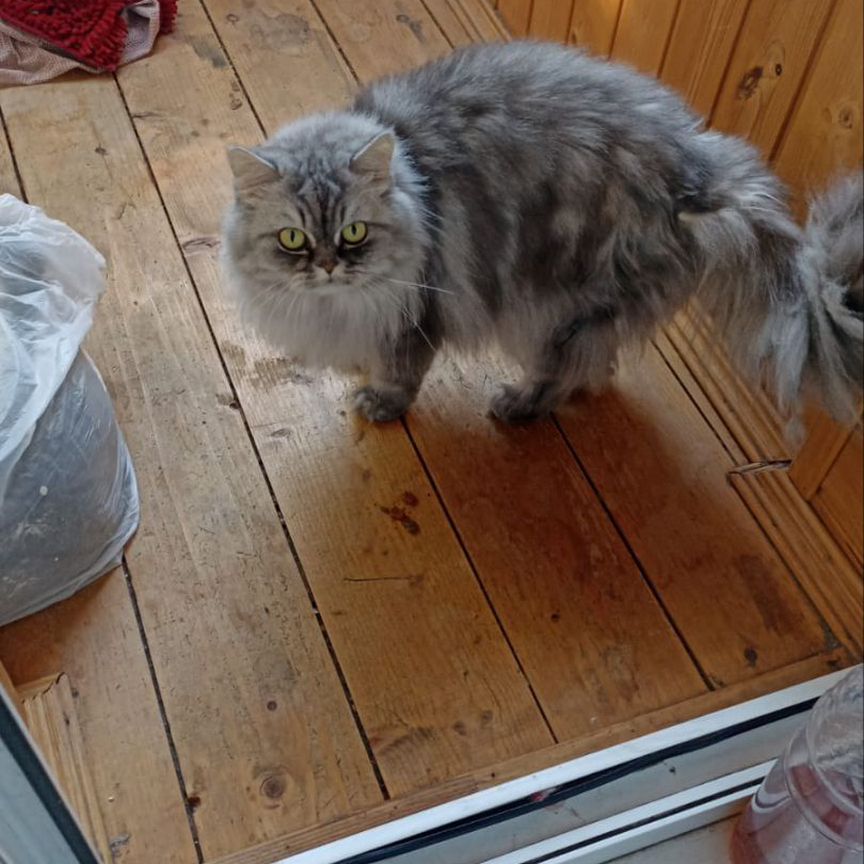 Отдам кошку в добрые руки