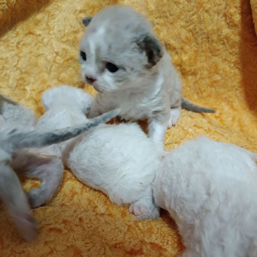 Девон-рекс котёнок