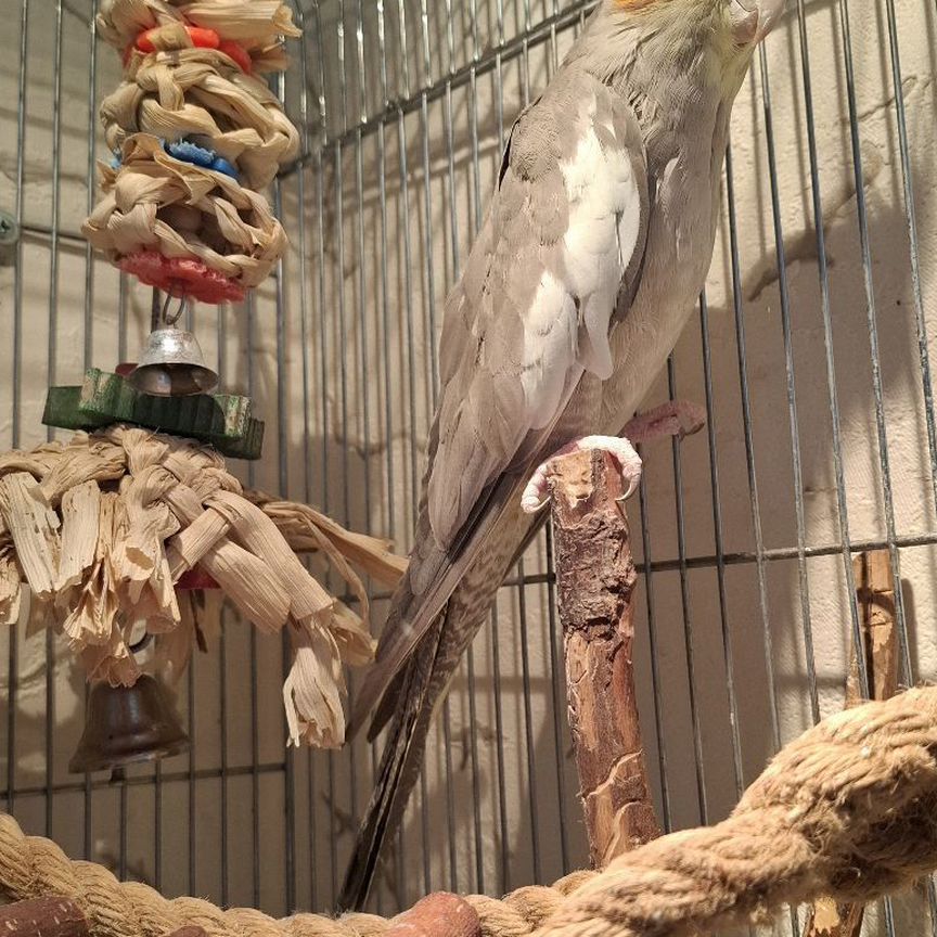 Попугай карела