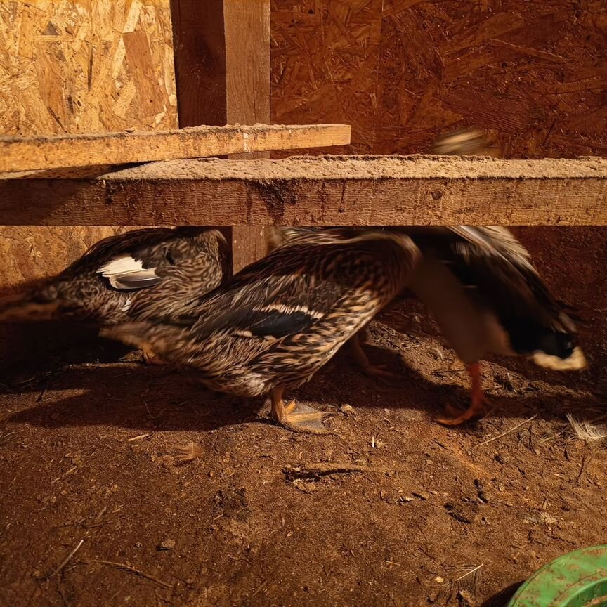 Продаем утки дикие, семья