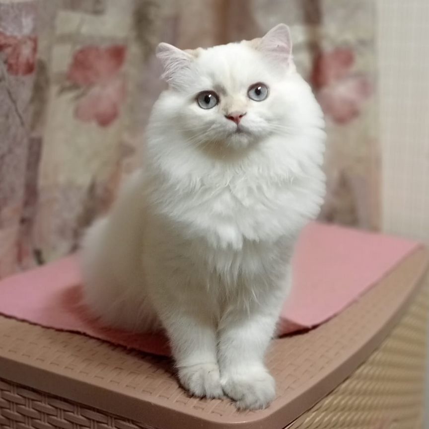 Шотландский золотой колорик SFL ny11 33