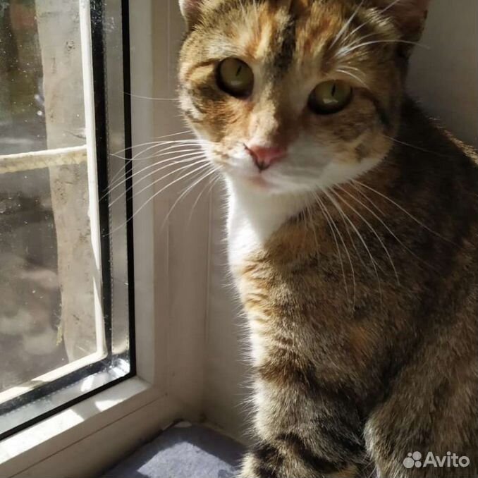 Кошечка Анфиса в хорошие руки