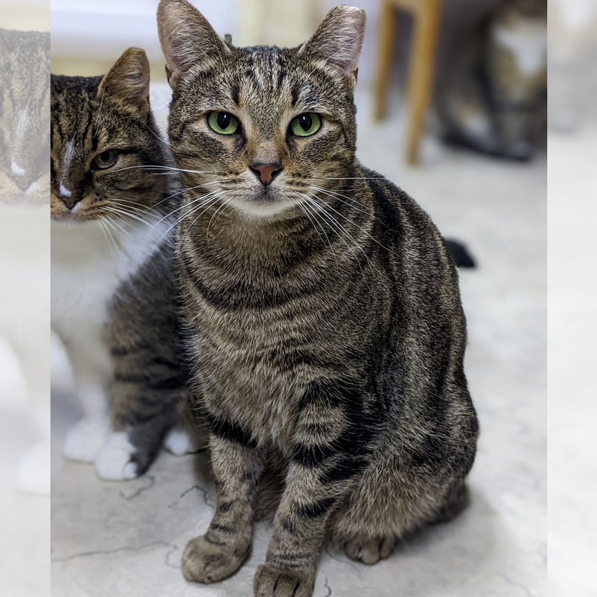 Взрослая кошка в добрые руки