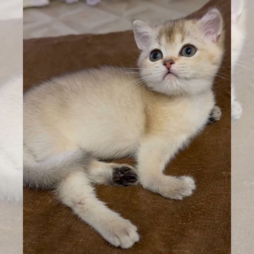 Британская малышка