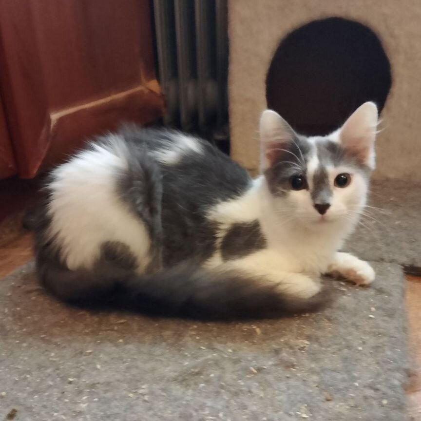 Сибирский котёнок