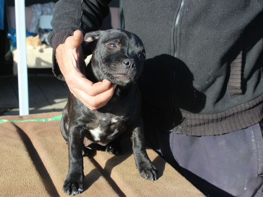 Девочка Стаффи