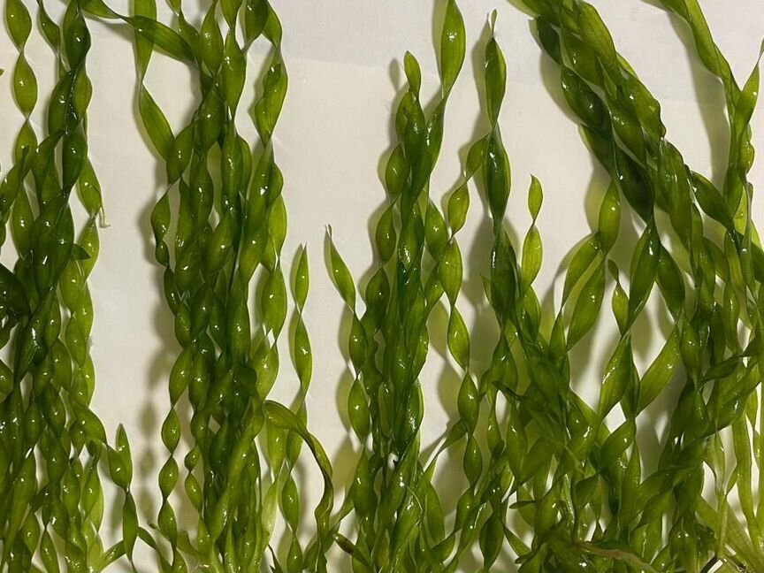 Аквариумные растения