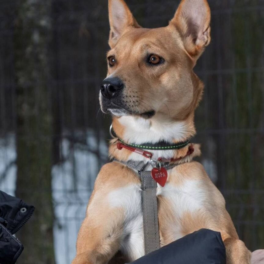 Ласковая Лора, метис Американская dingo
