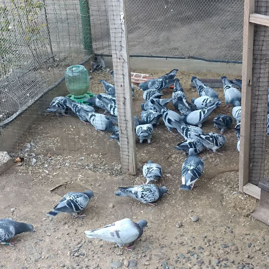 Голуби спортивные