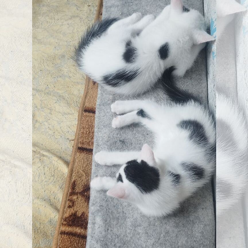 Котята в добрые руки