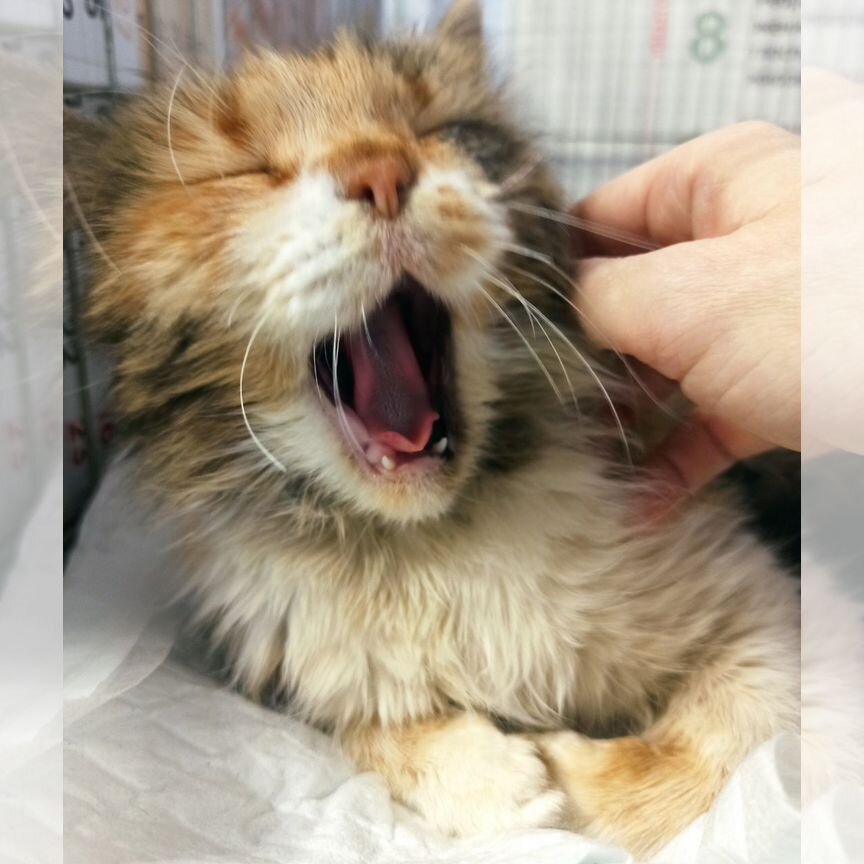 Кошечка, трехцветное счастье