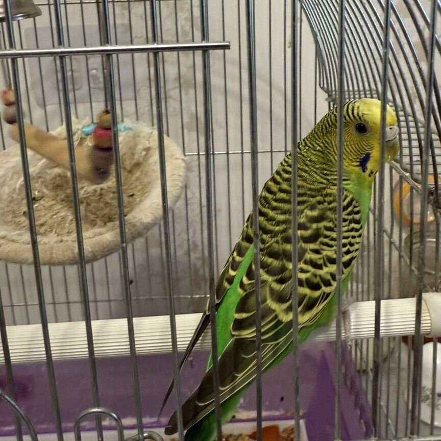 Попугай волнистый. Девочка