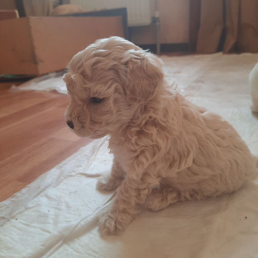 Продаю щенка мальтипу,мальчик