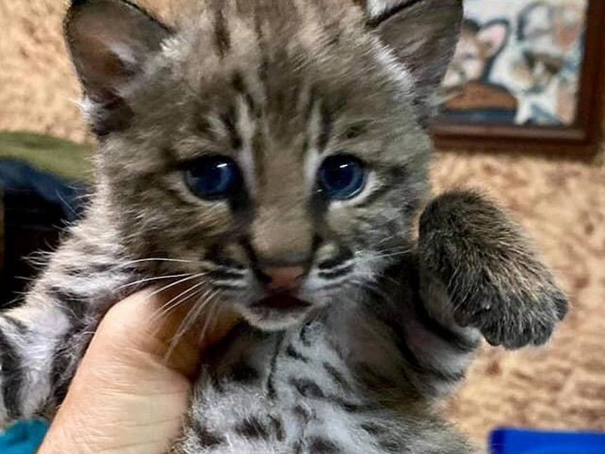 Бобкет котята