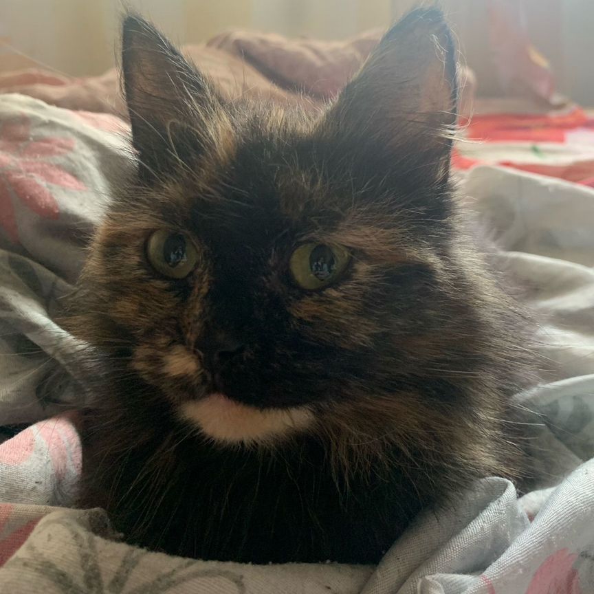 Взрослая, кошка в добрые руки