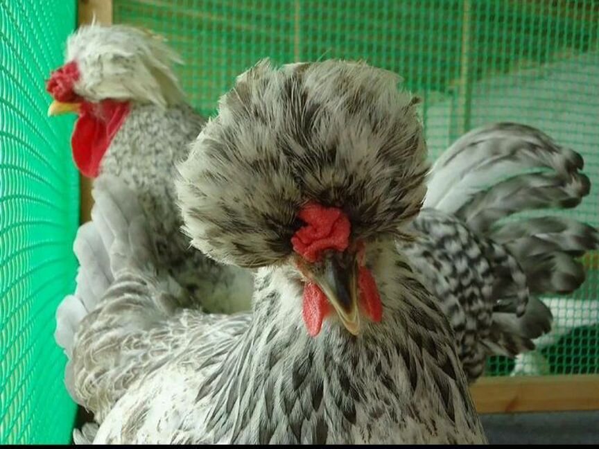 Инкубационное яйцо породных птиц