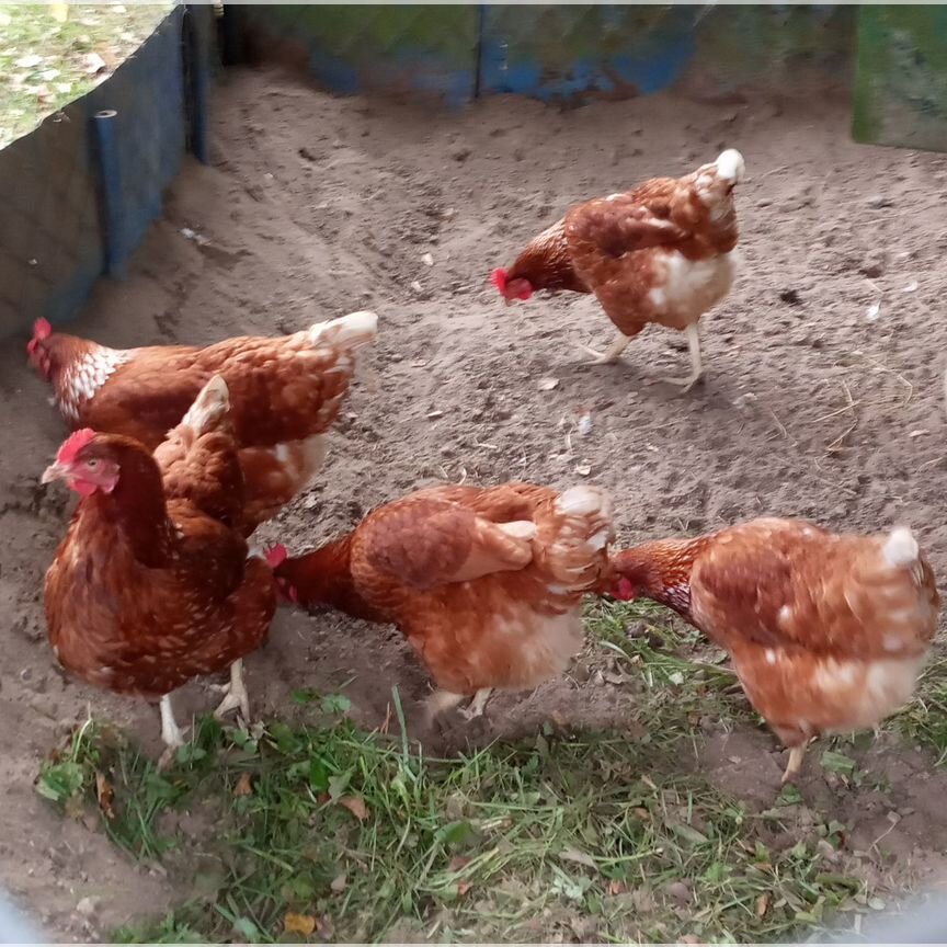 Куры несушки