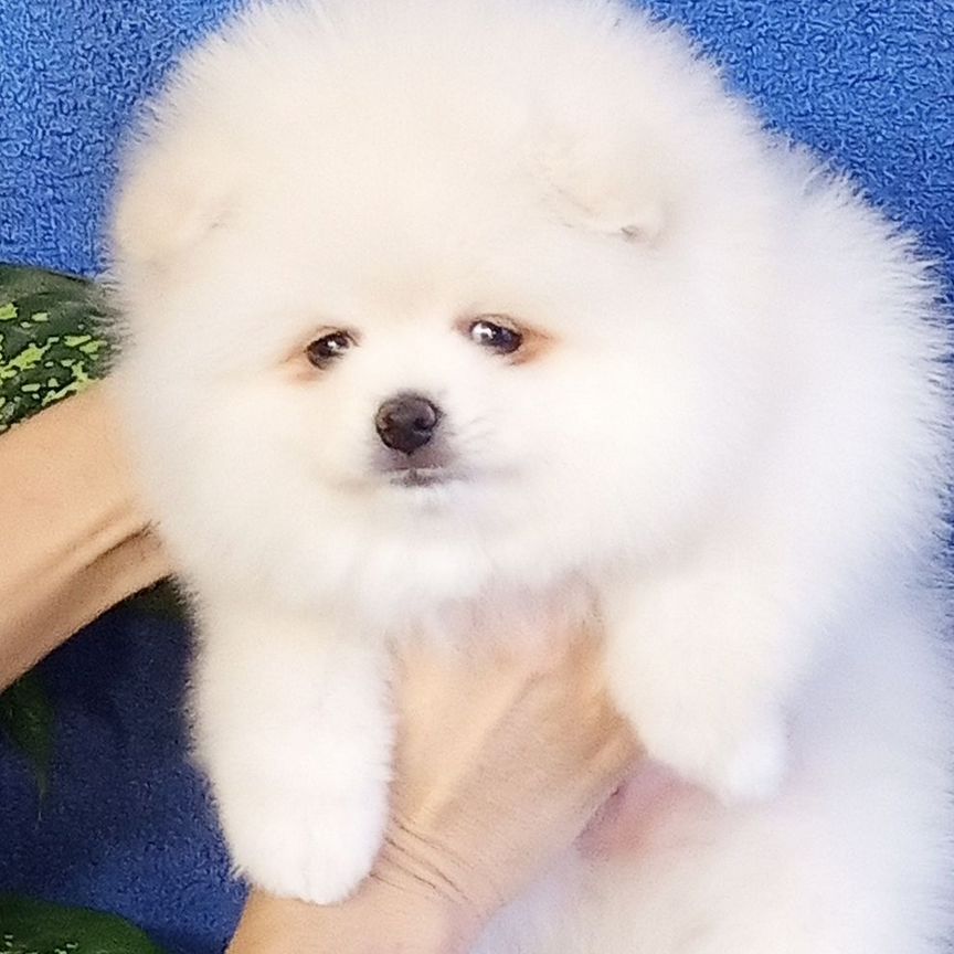 Шикарный блондин