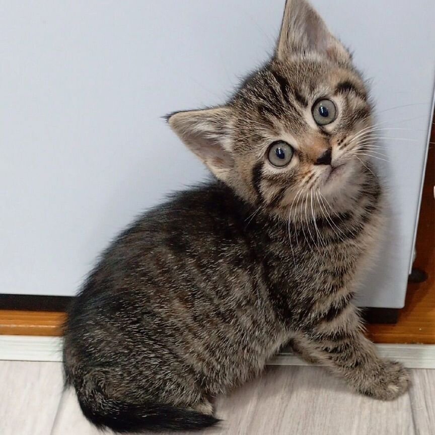 Отдам кошку