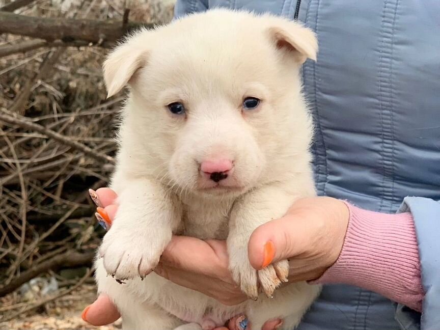 Щенки из промзоны в добрые руки